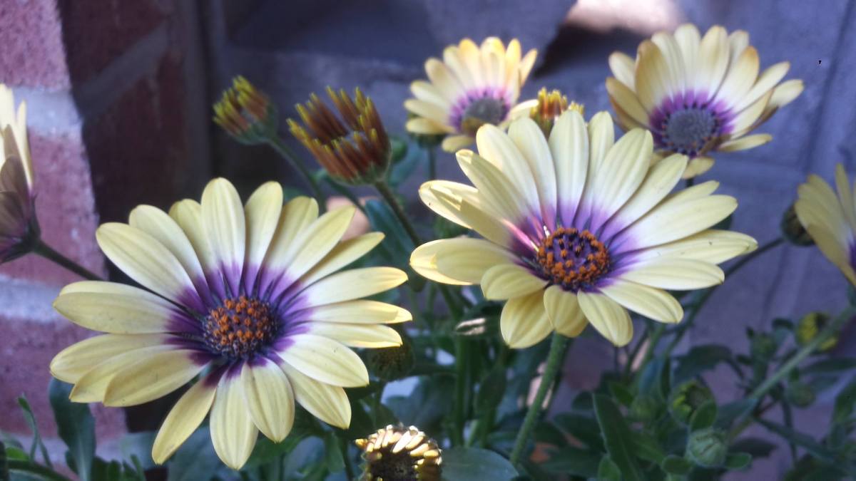 About Me – Warm, Affirming Psychotherapy for Healing and Growth